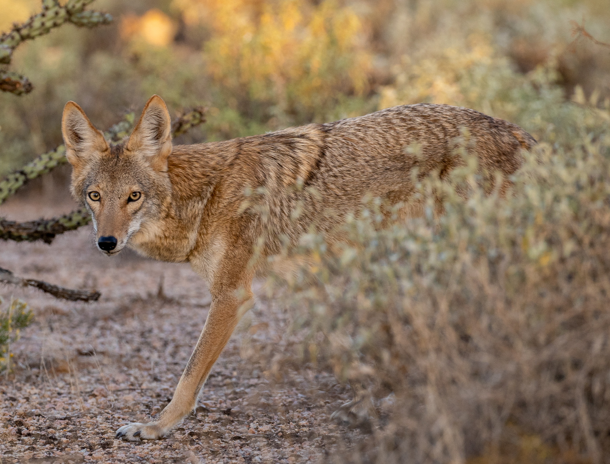 Get Rid of Coyotes Near Your Home