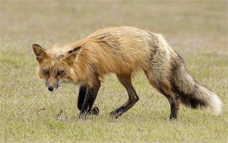 Get Rid of Foxes - Call Now for a Quote!