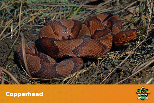 Do Copperhead Snakes Swim? - AAAC Wildlife Removal of Dallas