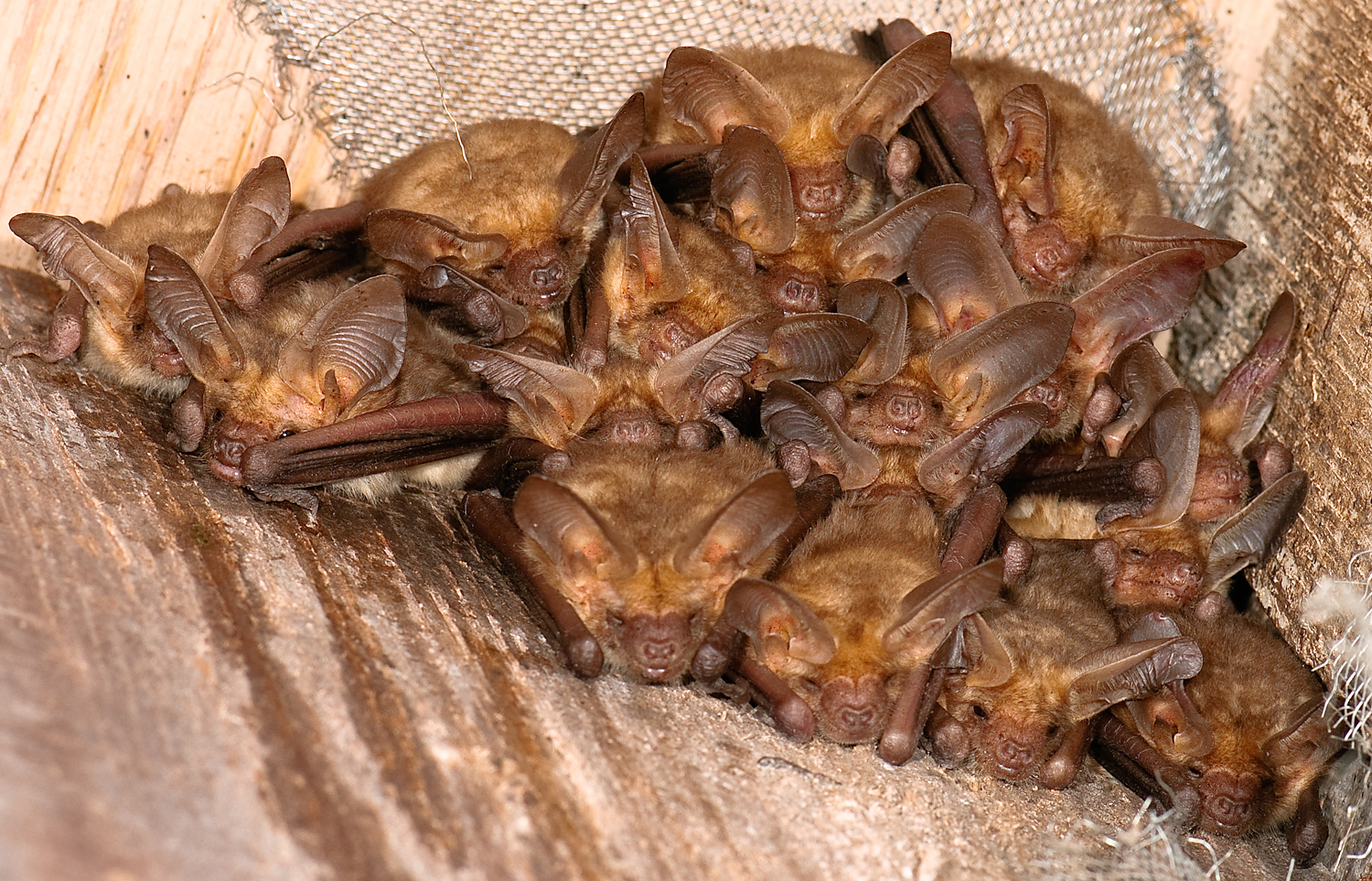 Effective Bat Repellents: Scents, Lights, and Sounds